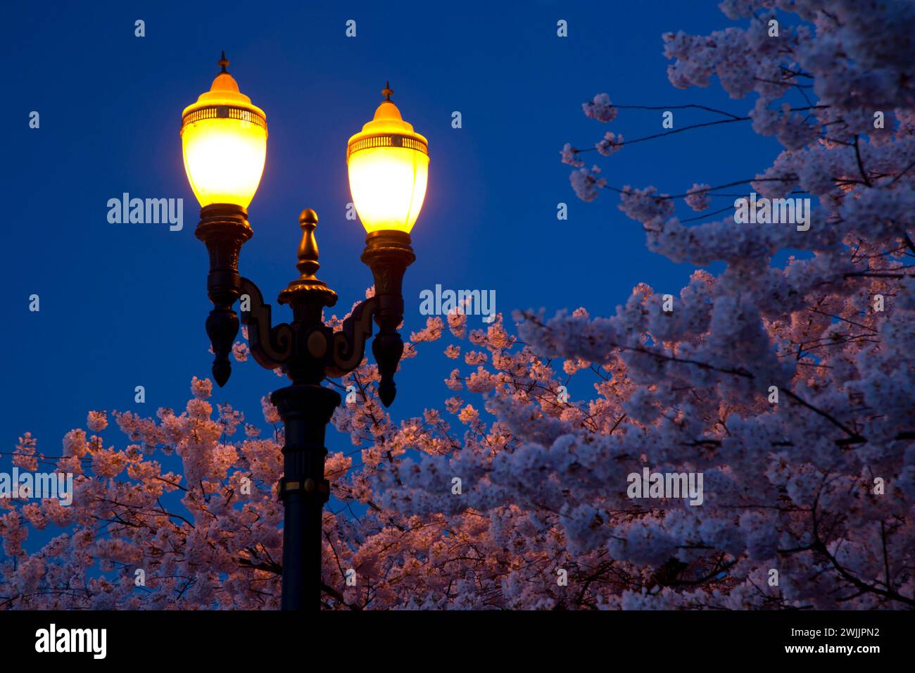 Cherry bloom with street light, Tom McCall Waterfront Park, Portland ...
