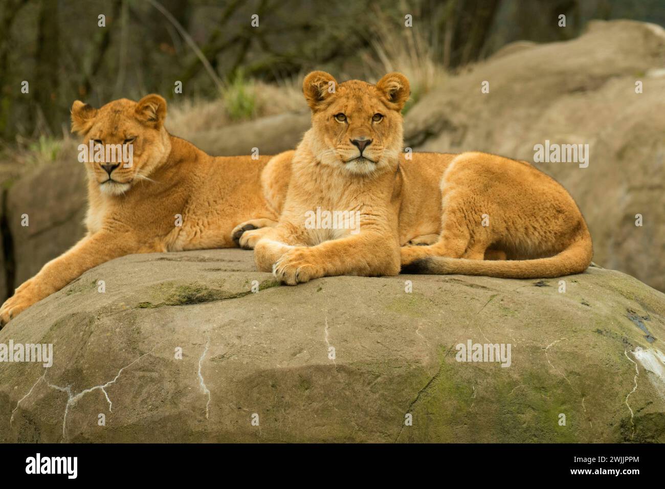 Portland zoo hi-res stock photography and images - Alamy