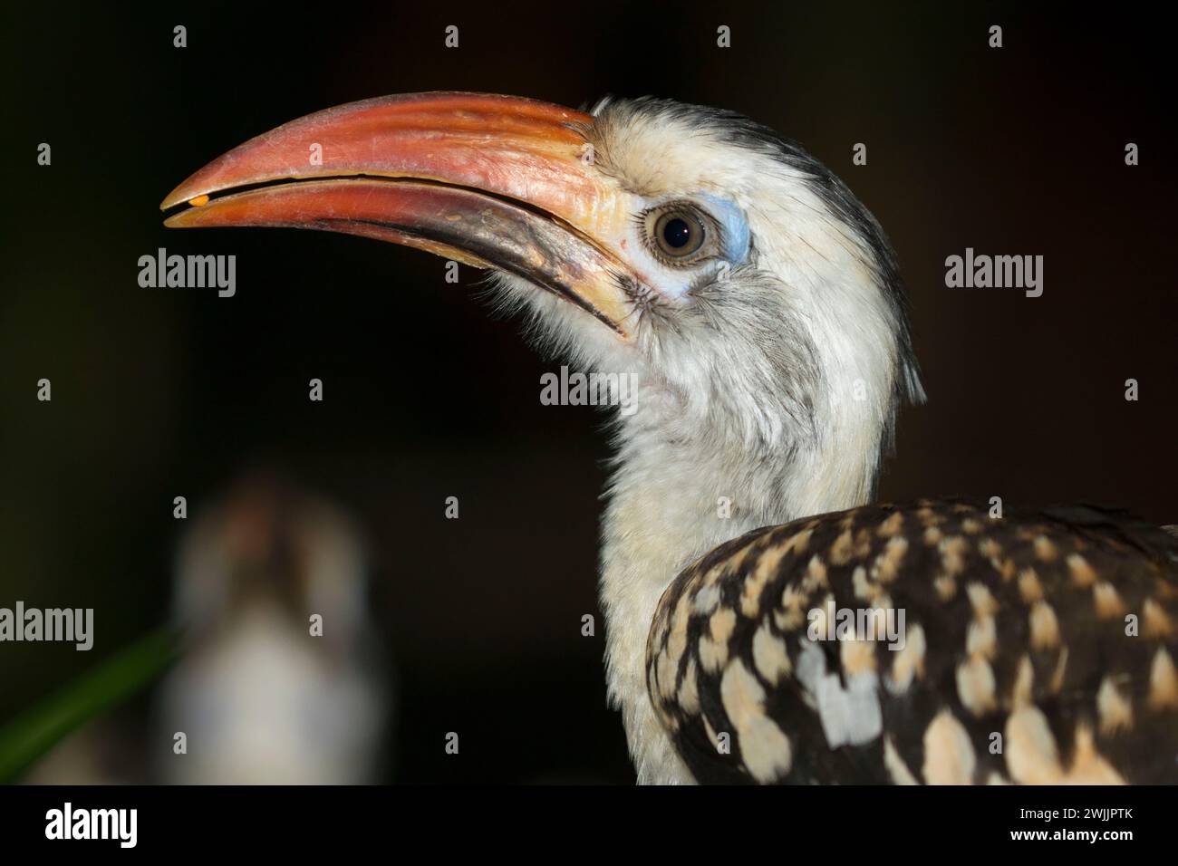 African red-billed hornbill (Tockus erythrorhynchus), Oregon Zoo ...