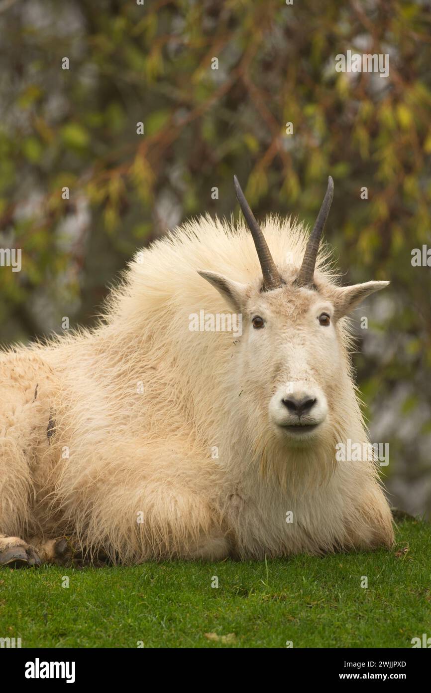 Mountain goat (Oreamnos americanus), Oregon Zoo, Washington Park ...
