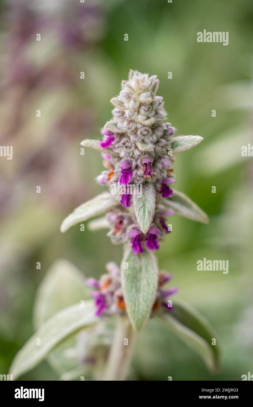 Lambs ears plant closeup hi-res stock photography and images - Alamy
