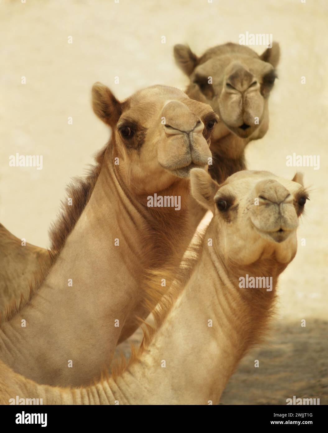 Portrait, camels and group travel in desert together in nature, summer ...