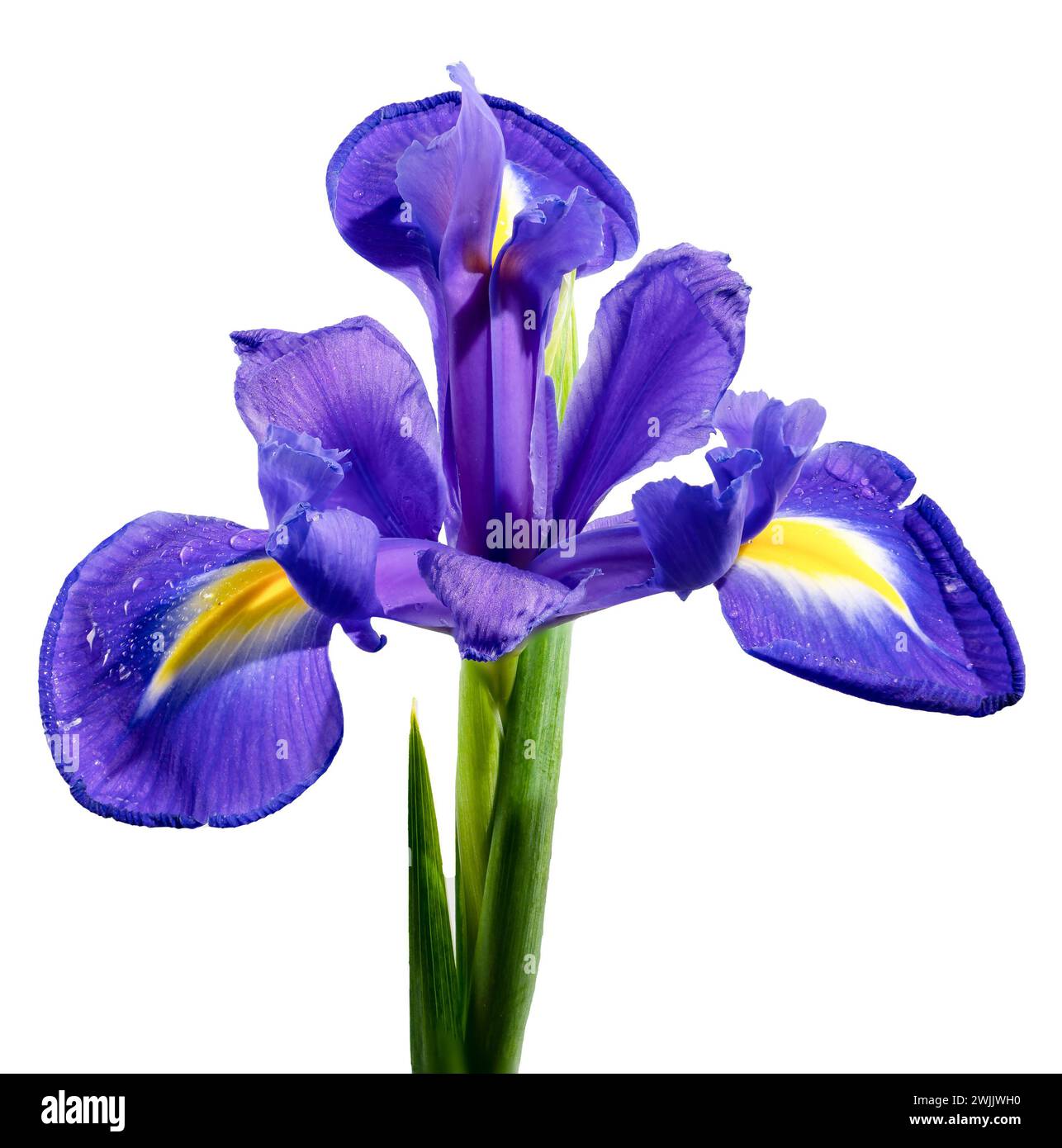 Beautiful Dutch iris isolated on white background. Flower head close-up ...