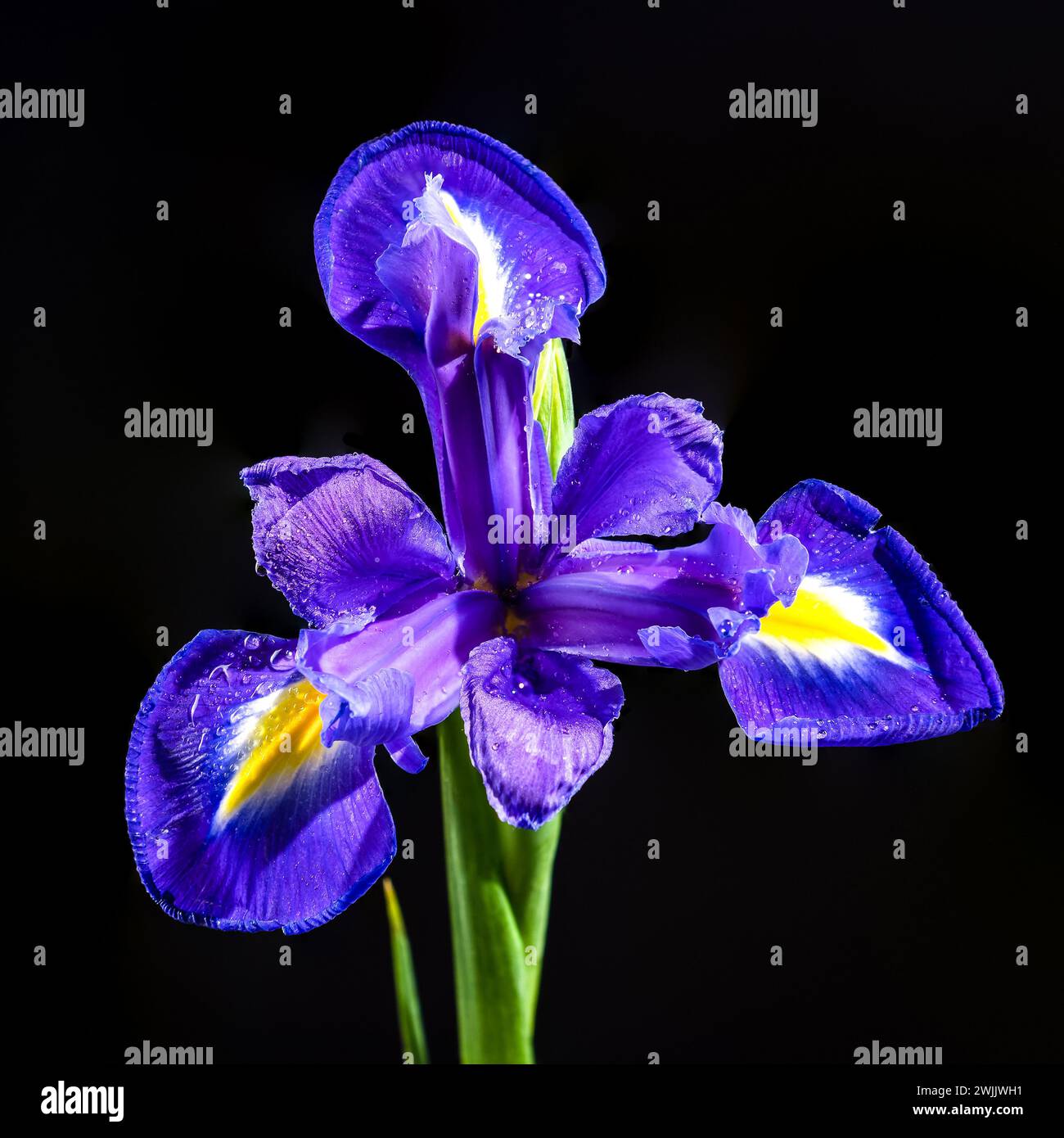 Beautiful Dutch iris isolated on black background. Flower head close-up ...