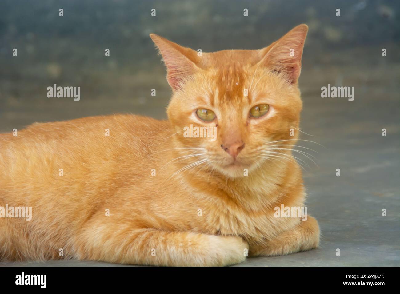 Cute and funny orange cat photo Stock Photo - Alamy
