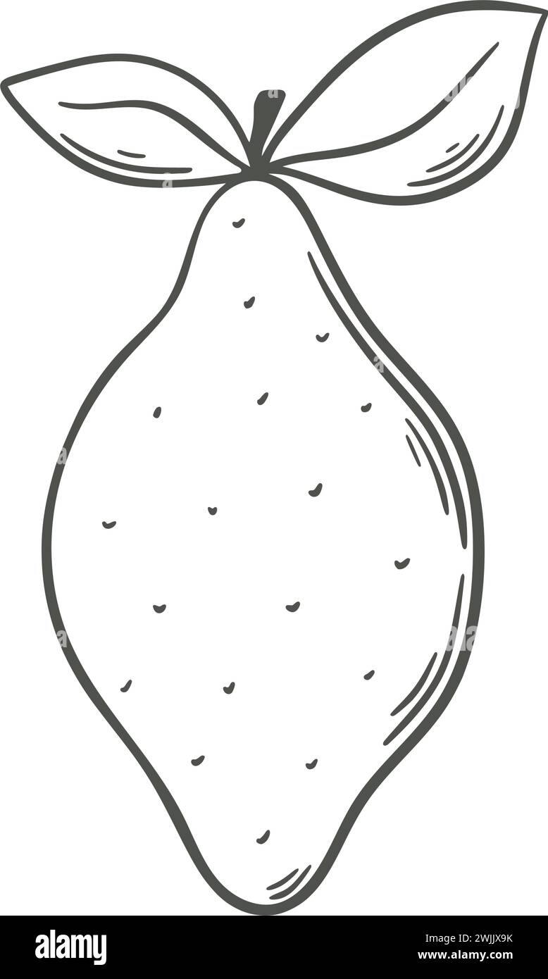 Lemon hand engraving isolated vector illustration. Sketch of tropical ...