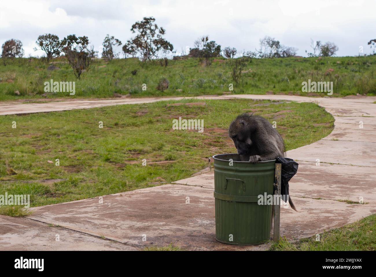 A solitary baboon is pictured intently searching through a green trash ...