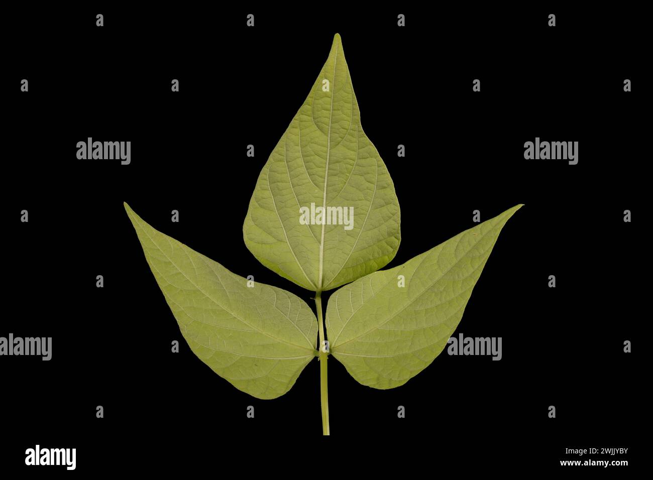 Rounded leaf apex hi-res stock photography and images - Alamy