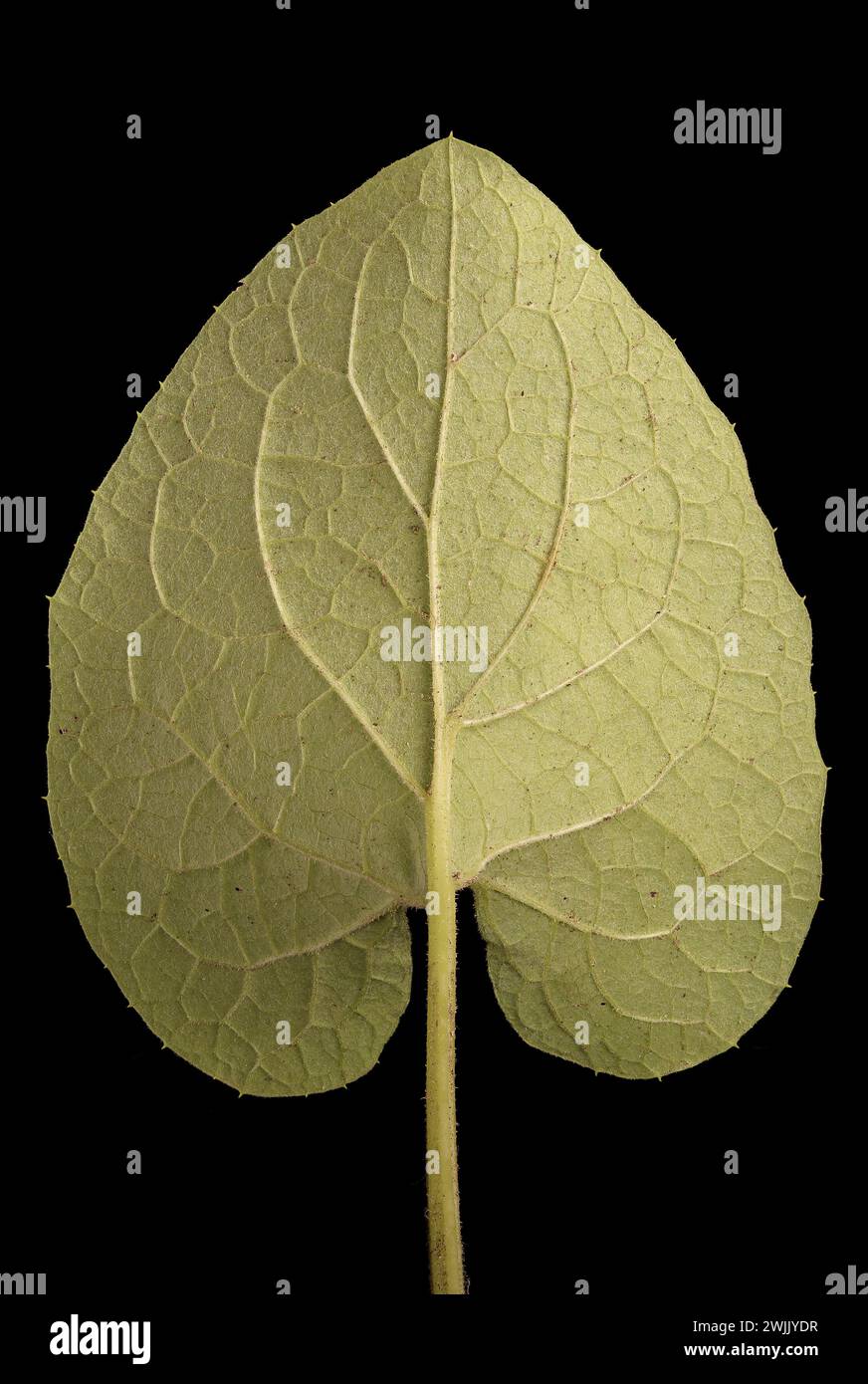 Greater Burdock (Arctium lappa). Basal Leaf Closeup Stock Photo - Alamy
