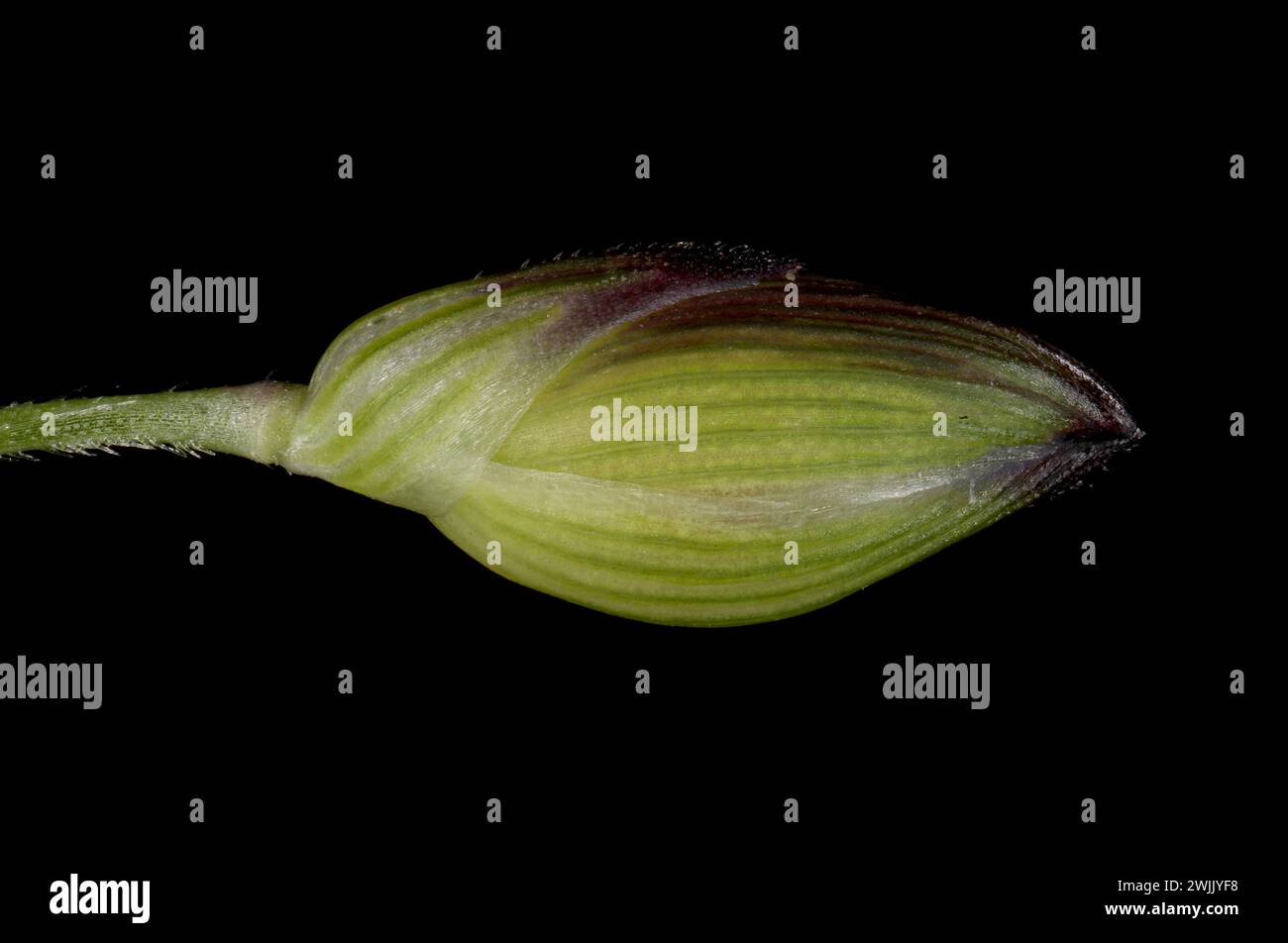 Hog millet or white millet panicum miliaceum hi-res stock photography ...