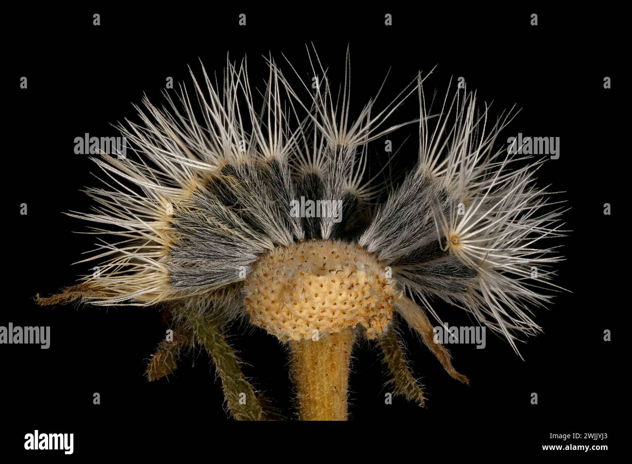 Setiform scale hi-res stock photography and images - Alamy