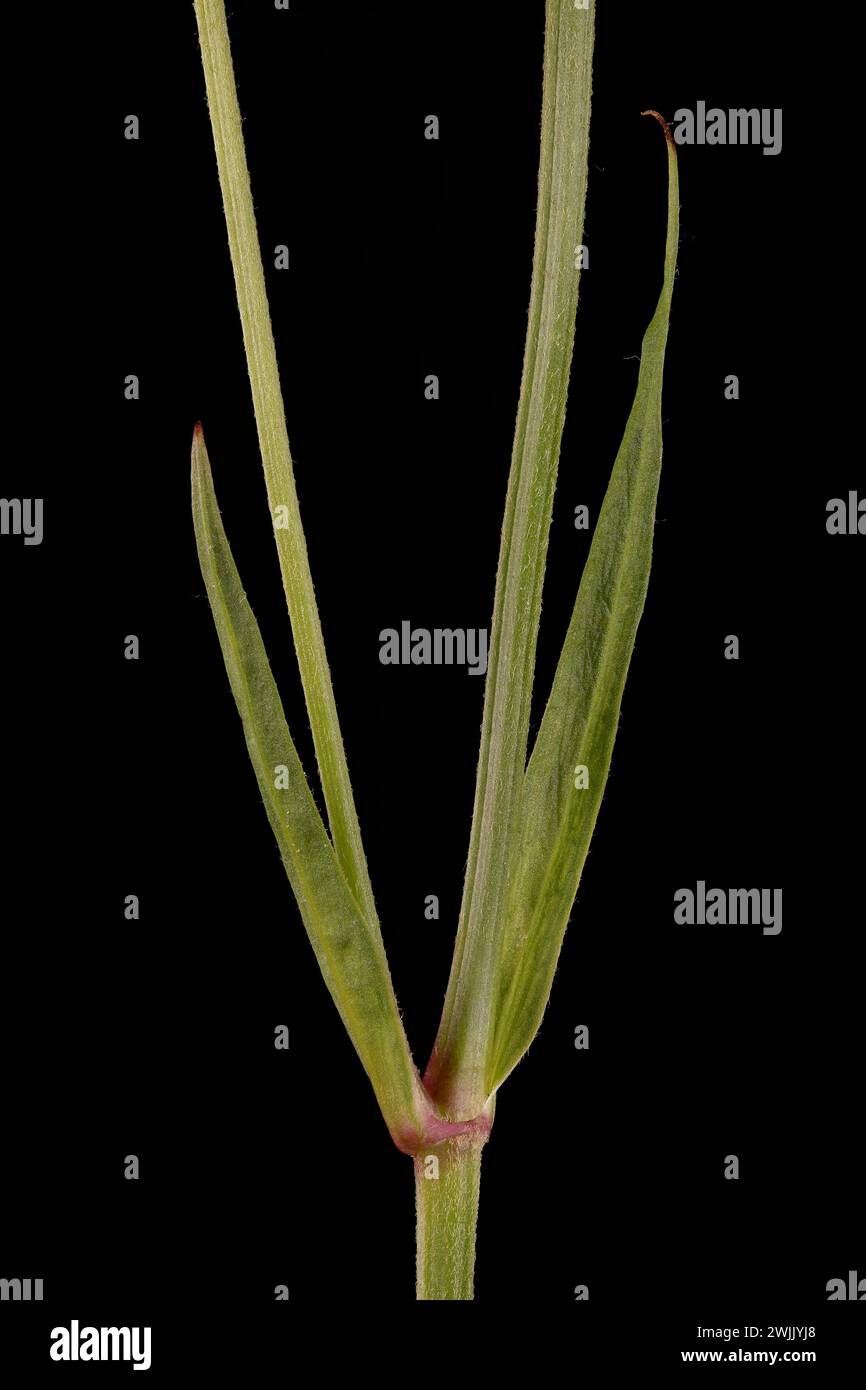 Connate leaf bases hi-res stock photography and images - Alamy