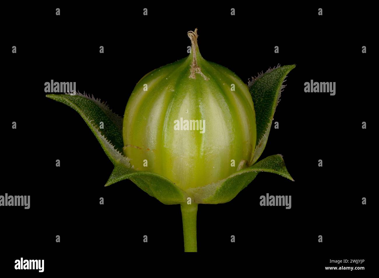 Ciliate margin hi-res stock photography and images - Alamy