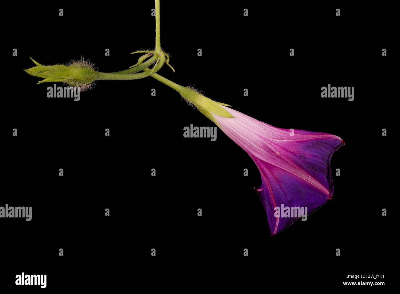 Common Morning-Glory (Ipomoea purpurea). Semi-Opened Flower Closeup ...