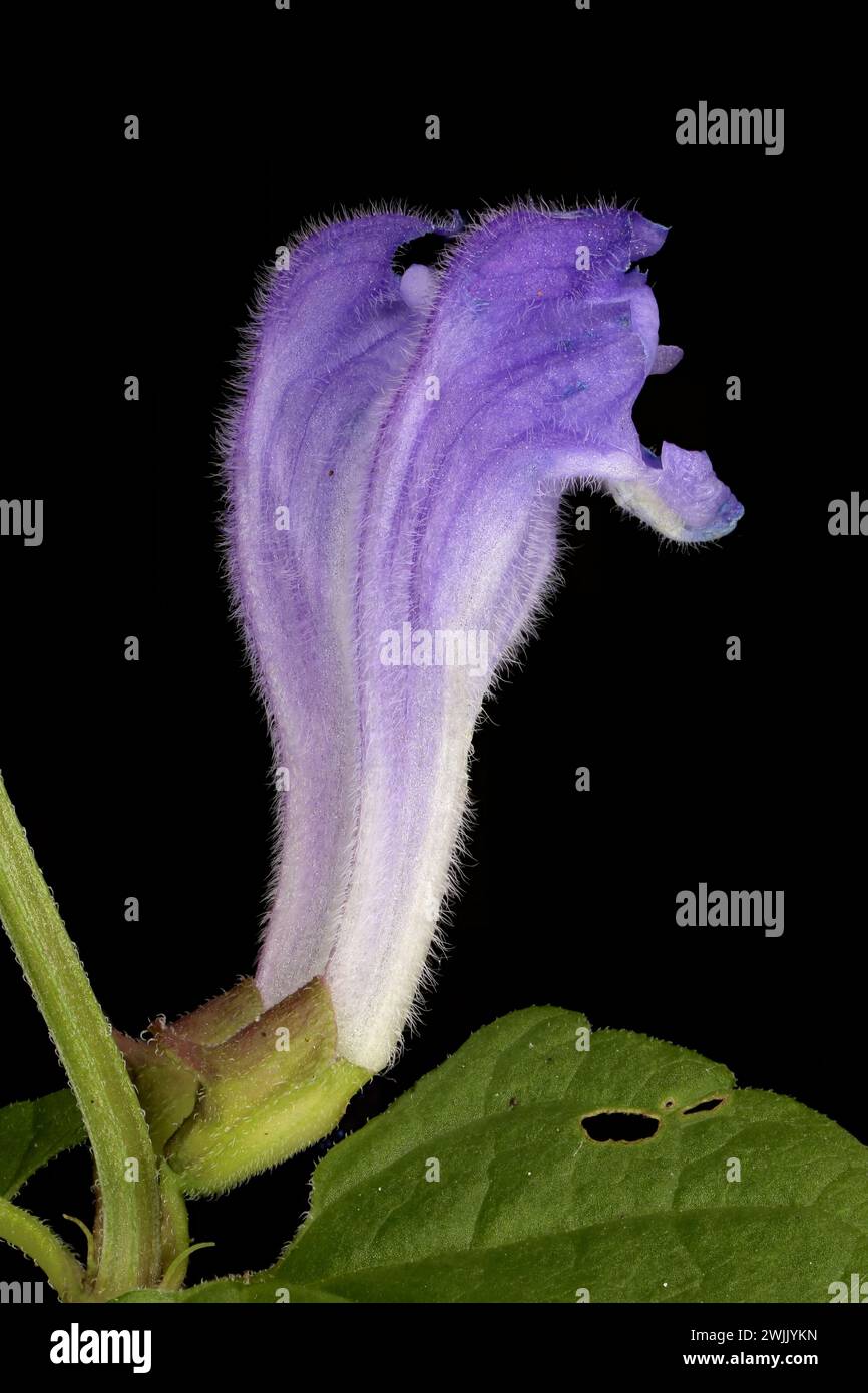 Axillary flowers hi-res stock photography and images - Alamy