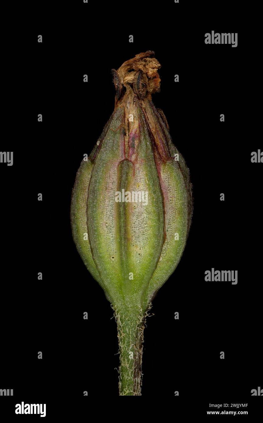 Coccyganthe hi-res stock photography and images - Alamy