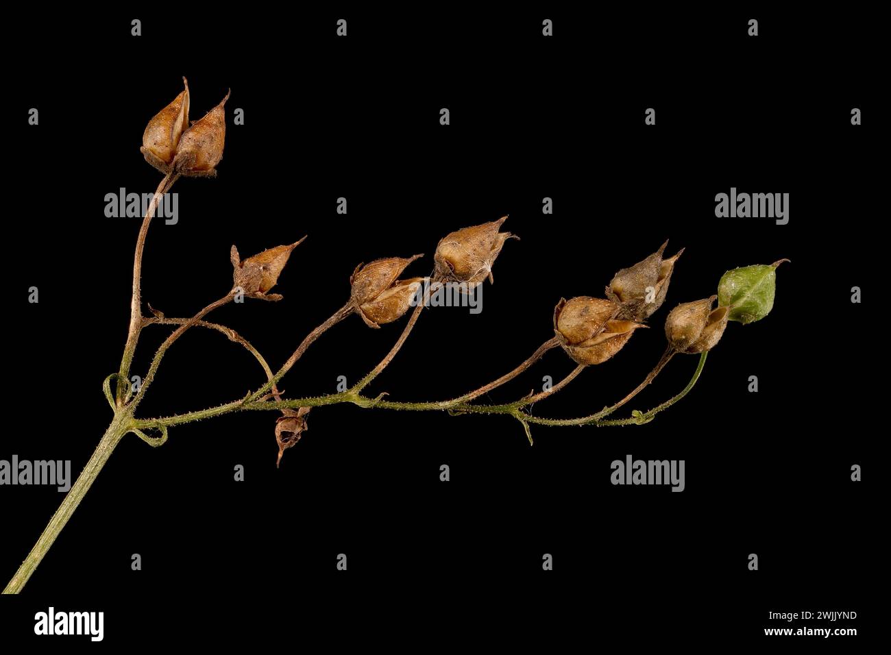 Common Figwort (Scrophularia nodosa). Infructescence Detail Closeup ...