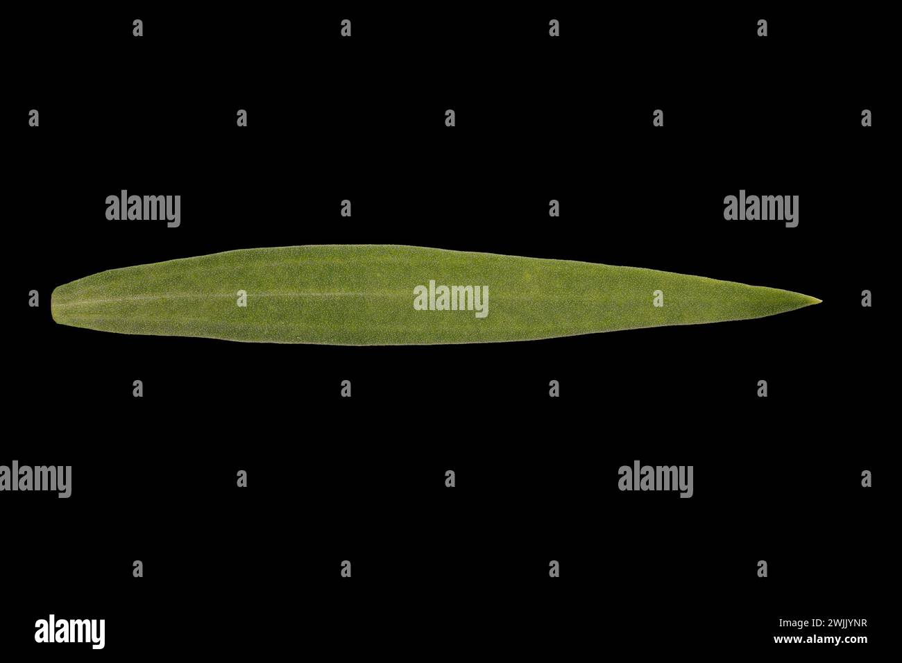 Acute leaf apex hi-res stock photography and images - Alamy