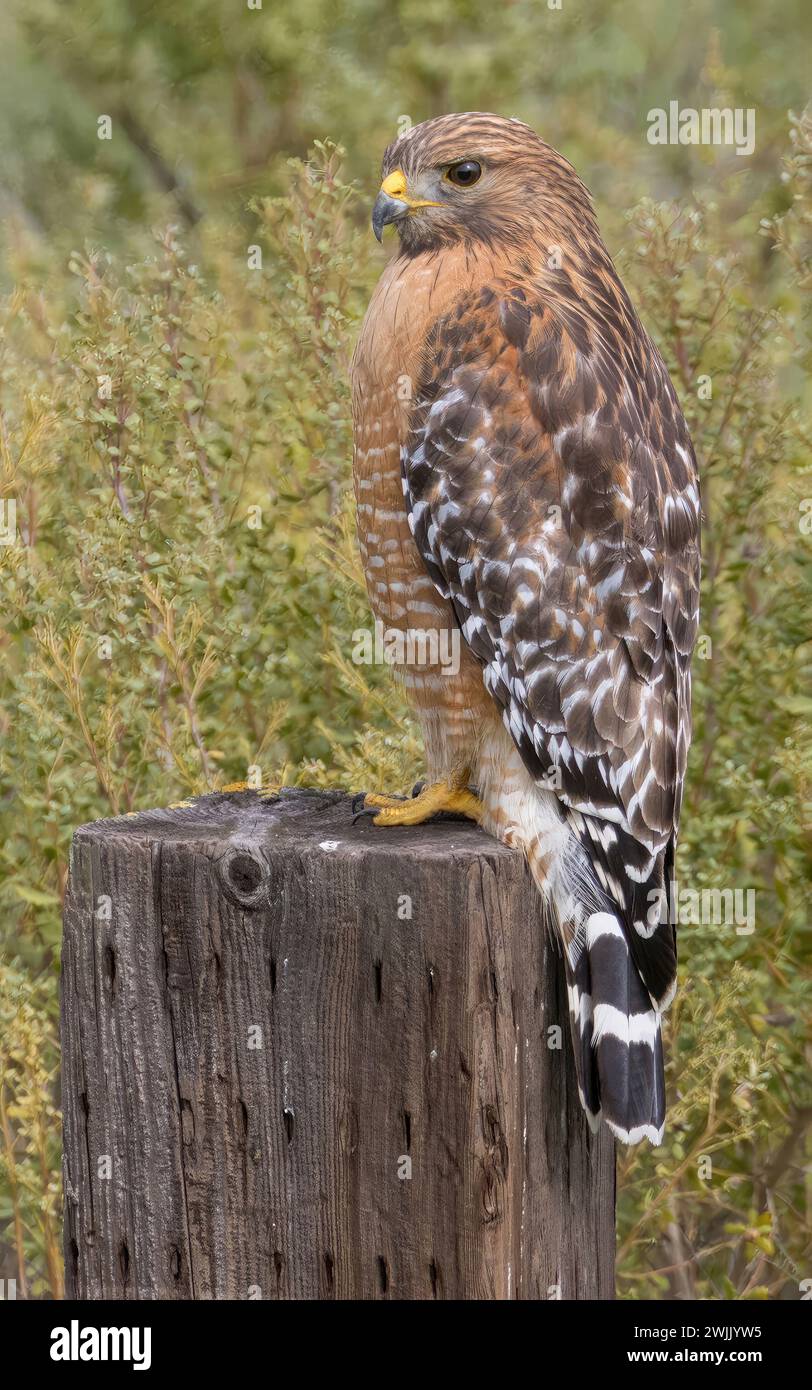 Black shouldered hawk hi-res stock photography and images - Alamy