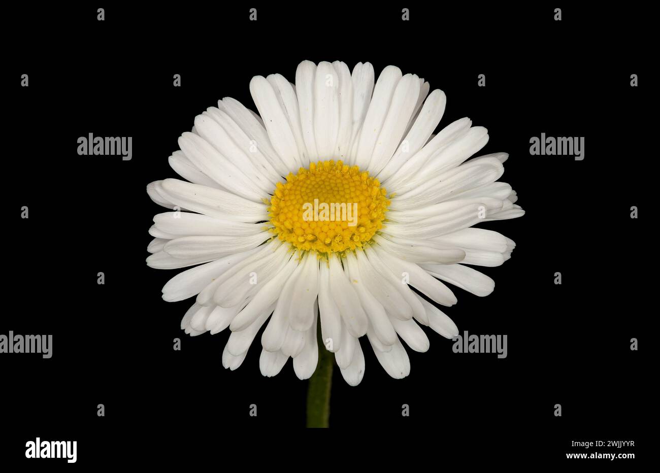 Daisy (Bellis perennis). Flowering Capitulum Closeup Stock Photo - Alamy