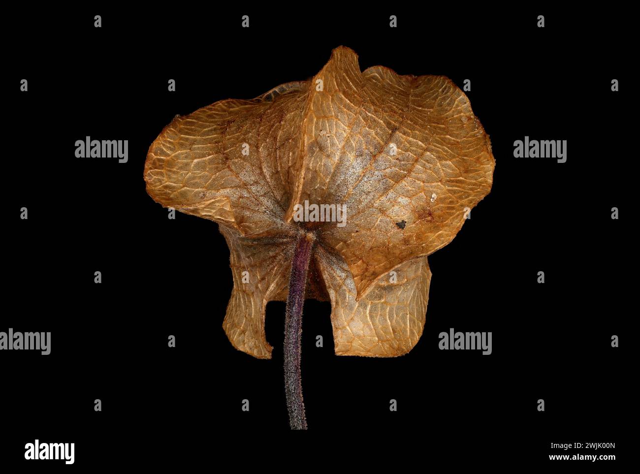 Belarus and peru hi-res stock photography and images - Alamy