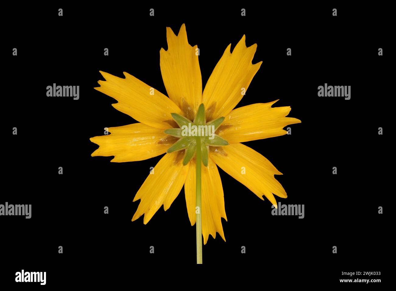 Large-Flowered Tickseed (Coreopsis grandiflora). Flowering Capitulum ...