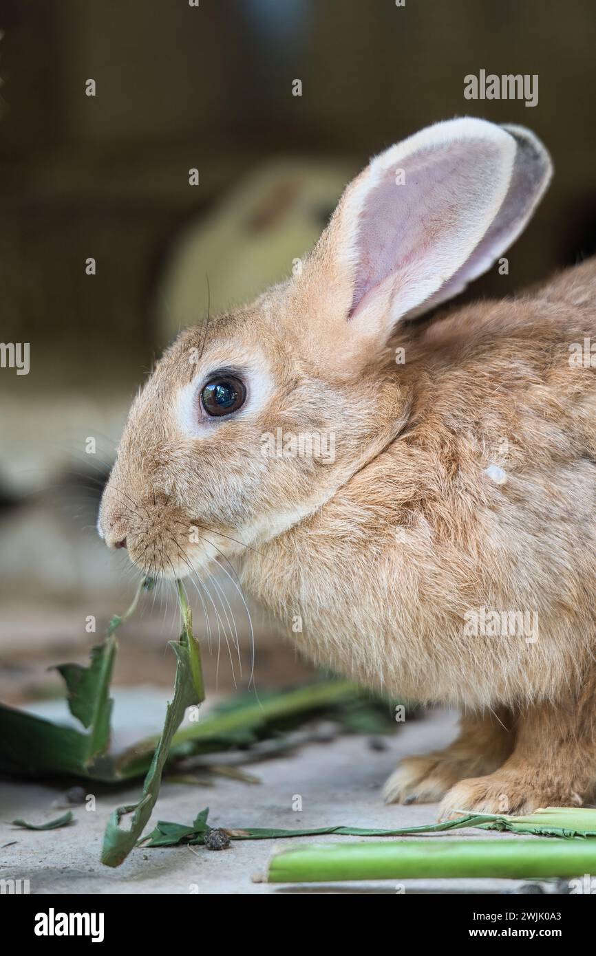 Adorable little brown bunny fed hi-res stock photography and images - Alamy