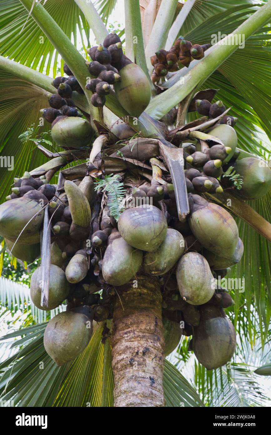 Coco de mer female tree with lots of nuts, Botanical garden, Mahe ...