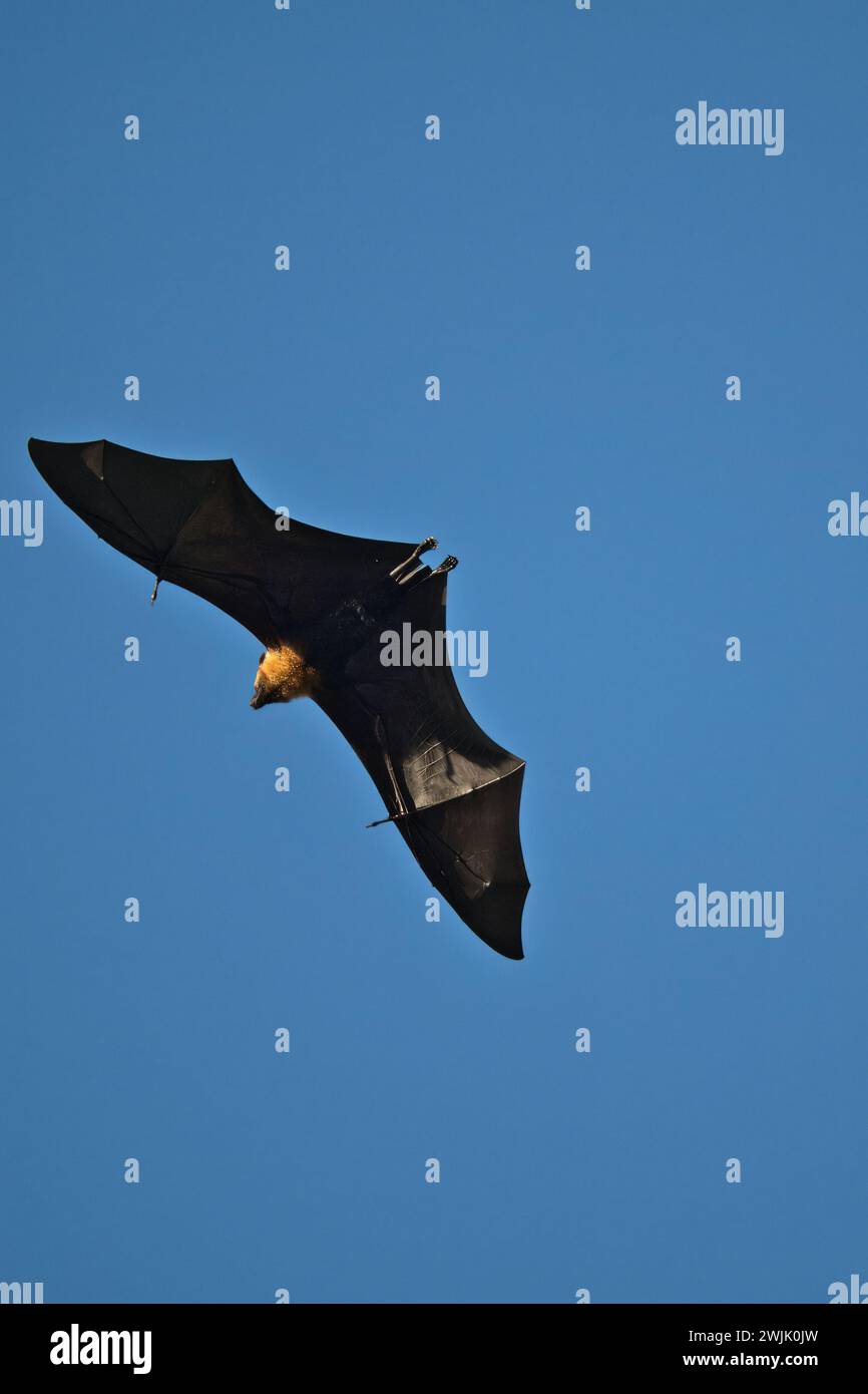 Fruit bat, flying fox flying on hot sunny day, blue sky, Mahe ...
