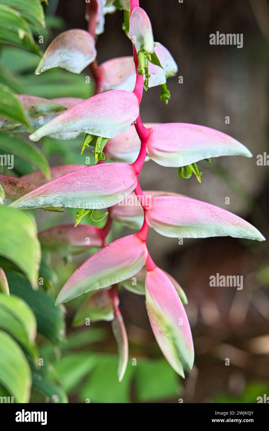 Heliconia chartacea is a common upland species of disturbed sites ...