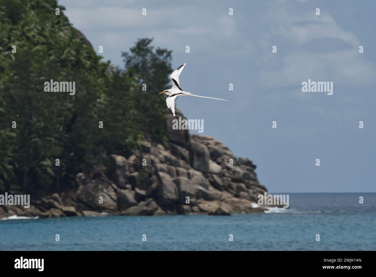 Native white-tailed tropic bird flying over the ocean near granite ...