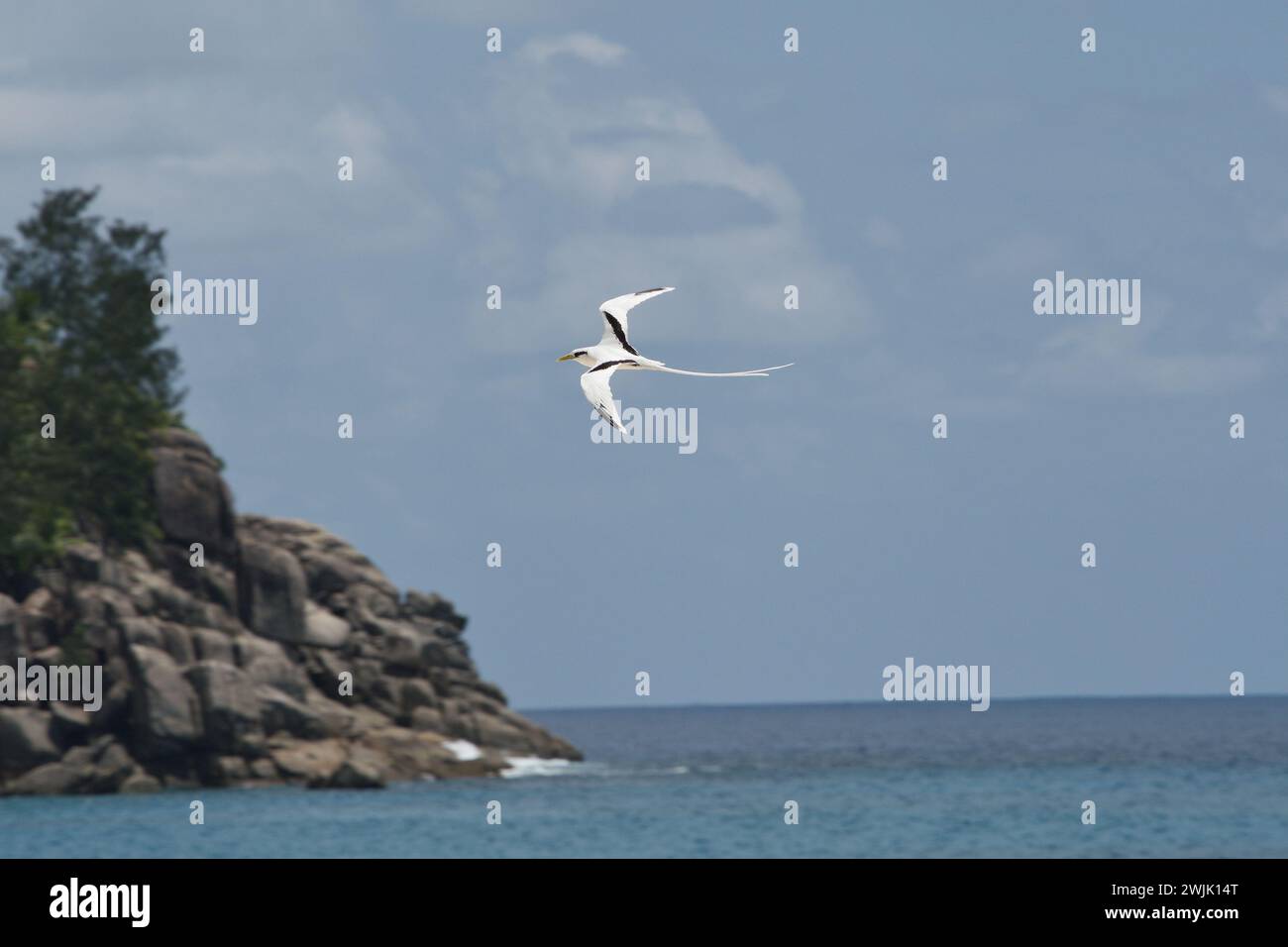 Native white-tailed tropic bird flying over the ocean near granite ...