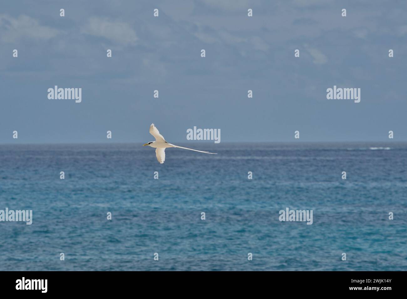 White tailed tropic bird hi-res stock photography and images - Alamy
