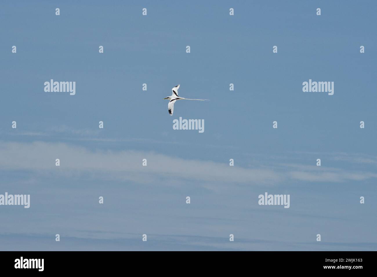 White-tailed tropic bird flying over the ocean, Mahe, Seychelles Stock ...