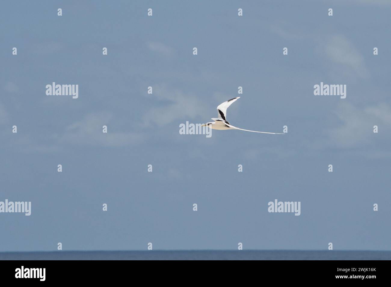 White-tailed tropic bird flying over the ocean, Mahe, Seychelles Stock ...