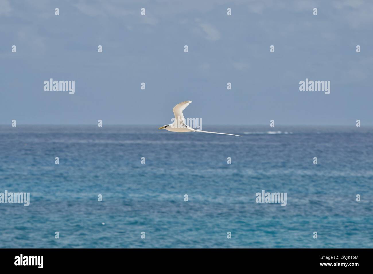 White-tailed tropic bird flying over the ocean, Mahe, Seychelles Stock ...