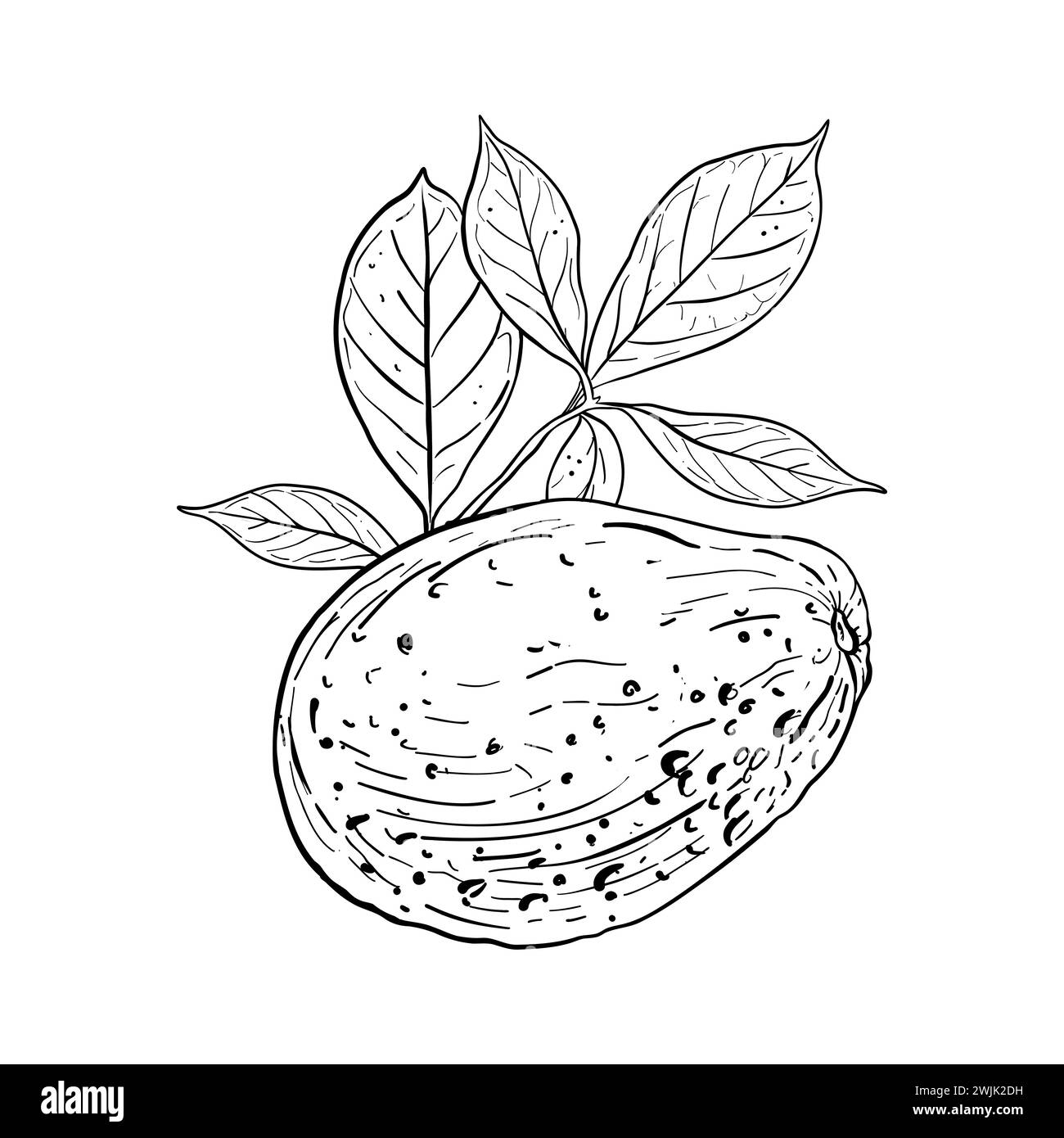 Avocado whole with leaf vector illustration. Avocado fruit tree branch ...