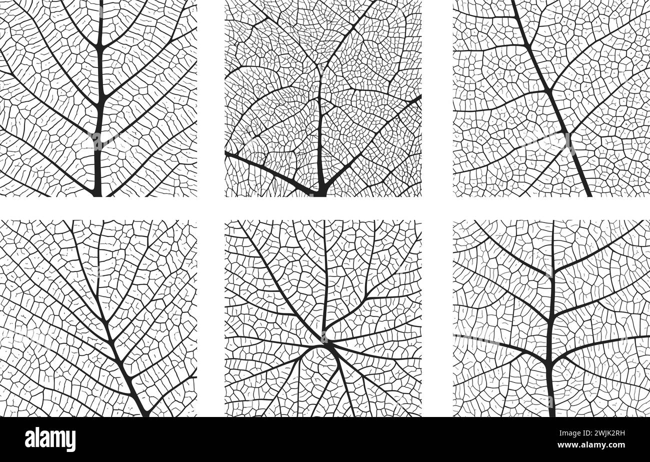 Leaf vein texture abstract background set with close up plant leaf ...