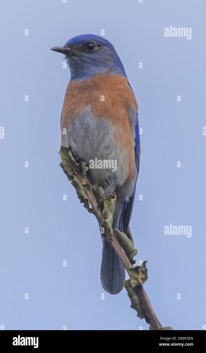 Fauna mexicana hi-res stock photography and images - Alamy