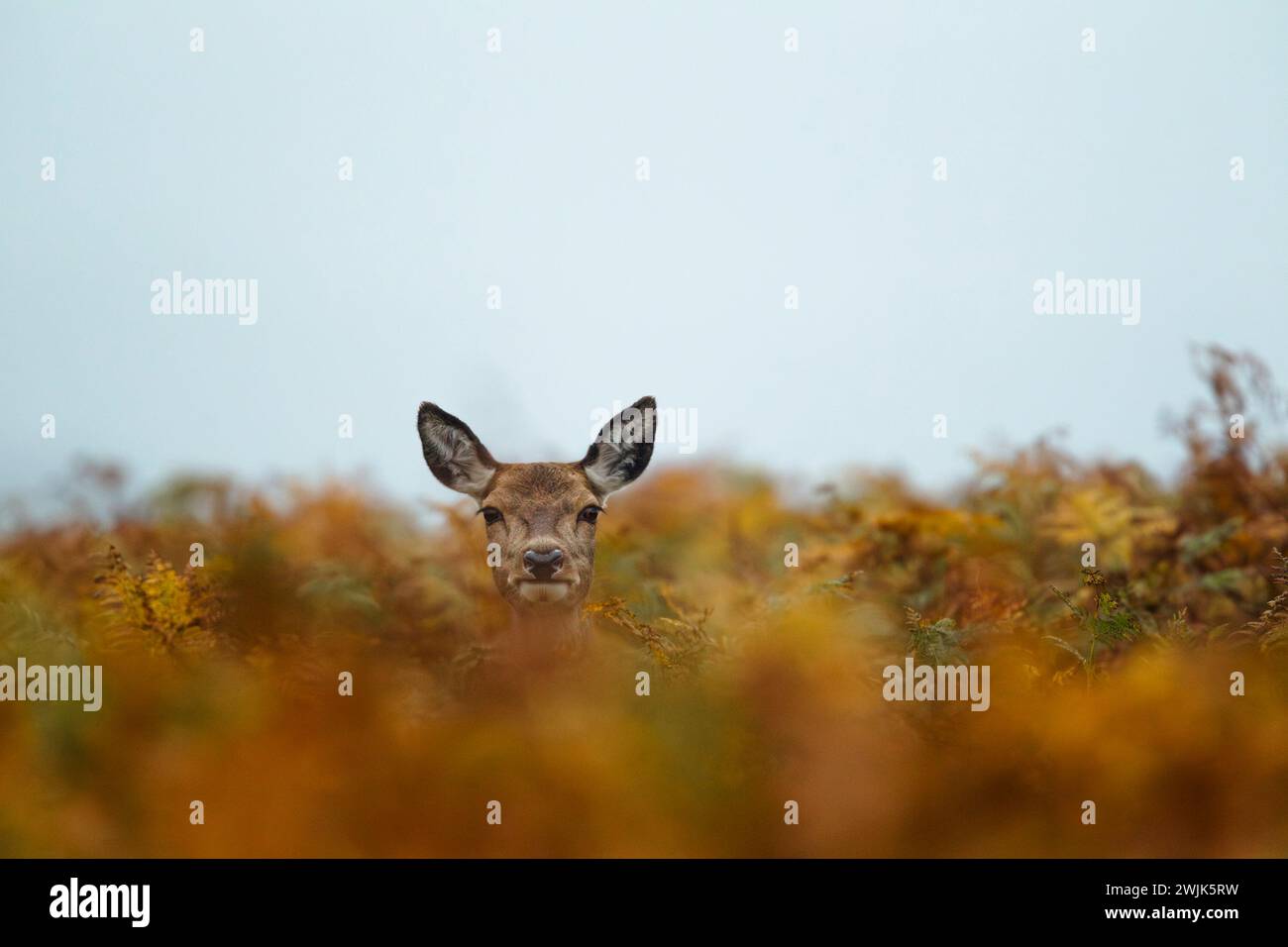 A red deer doe peering through wildflowers in the lush Bradgate Park ...