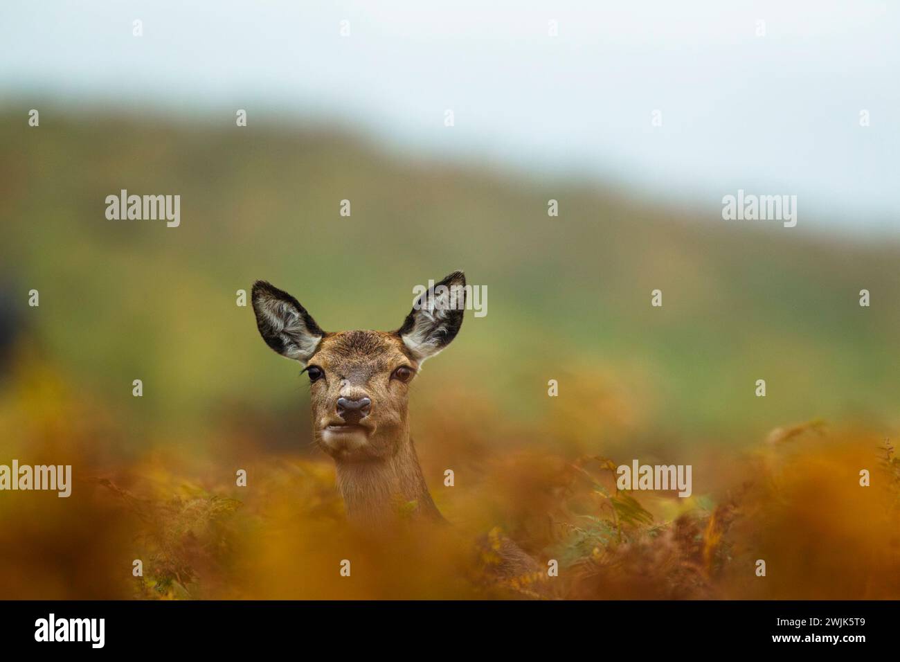 A red deer doe peering through wildflowers in the lush Bradgate Park ...