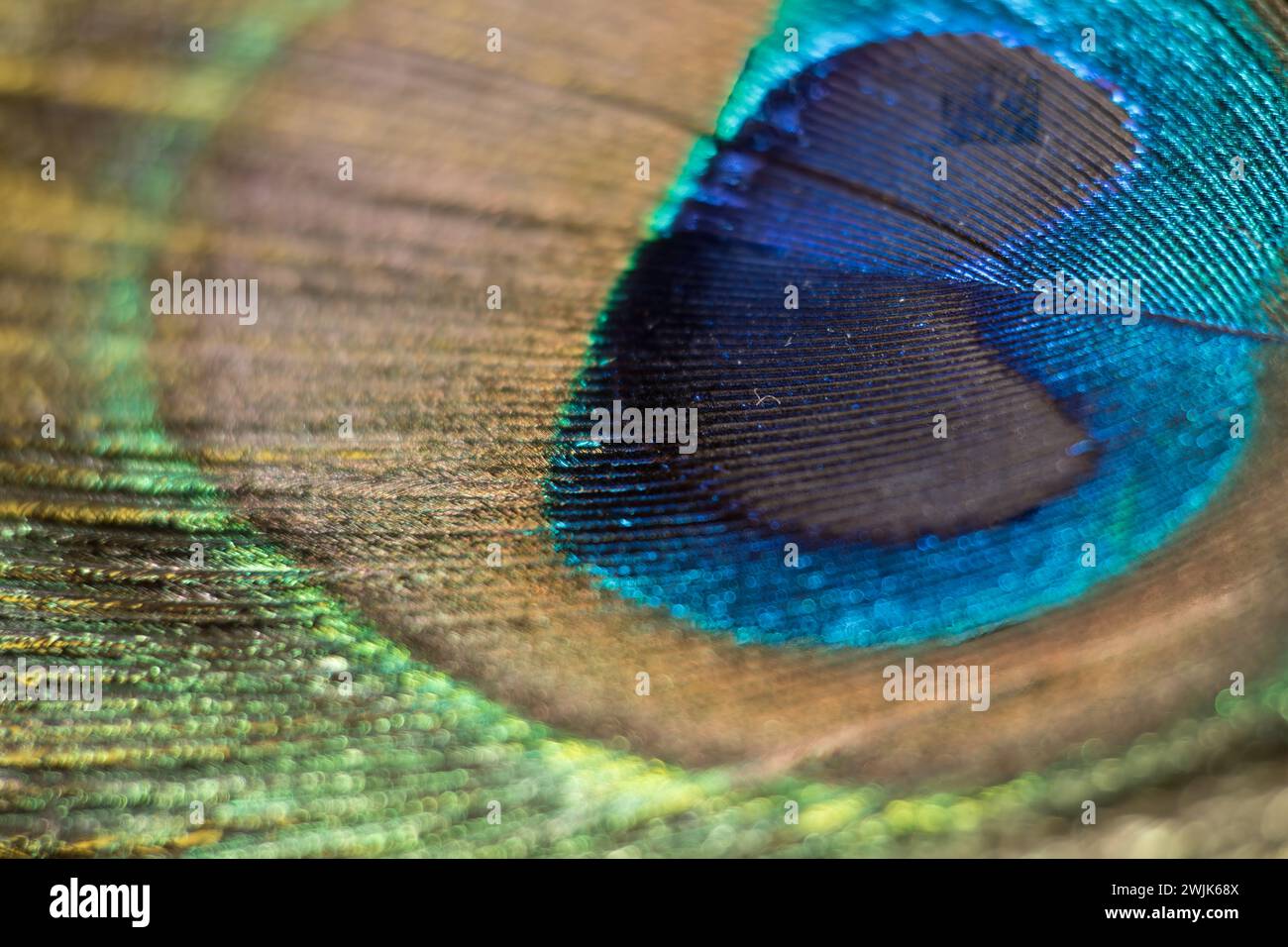 Vibrant Style: A Peacock Feathers Look-up Very Close, Dive into the ...