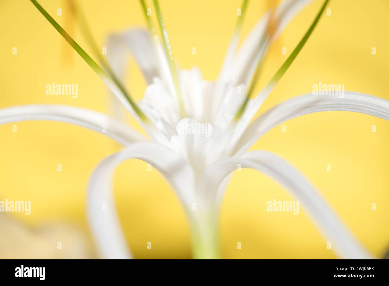 Growth unleashed hi-res stock photography and images - Alamy