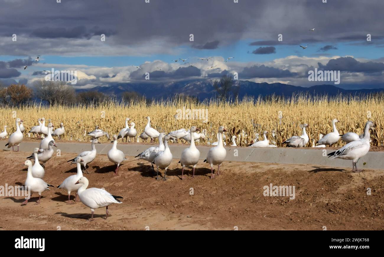 snow geese in front of a cornfield in bernardo state wildlife refuge ...
