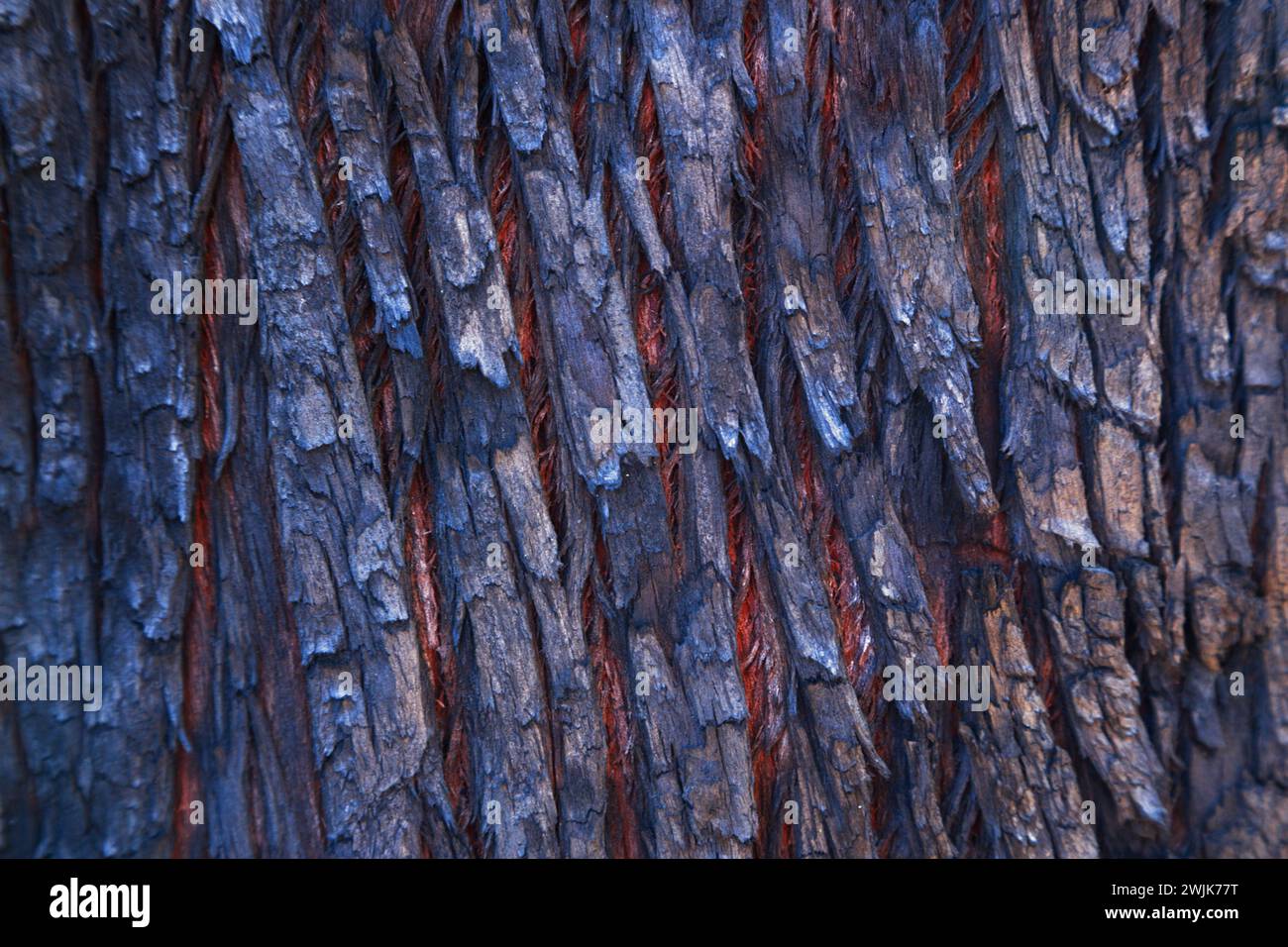 Abstract pine tree hi-res stock photography and images - Alamy