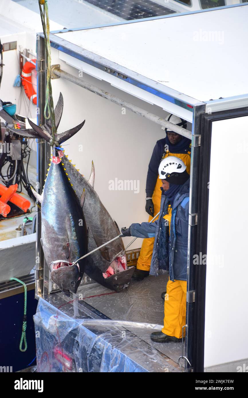 Mediterranean tuna fishing hi-res stock photography and images - Alamy