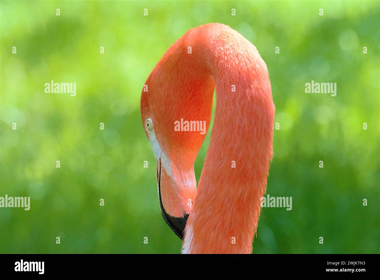 Cute cartoon vector vectors hi-res stock photography and images - Alamy