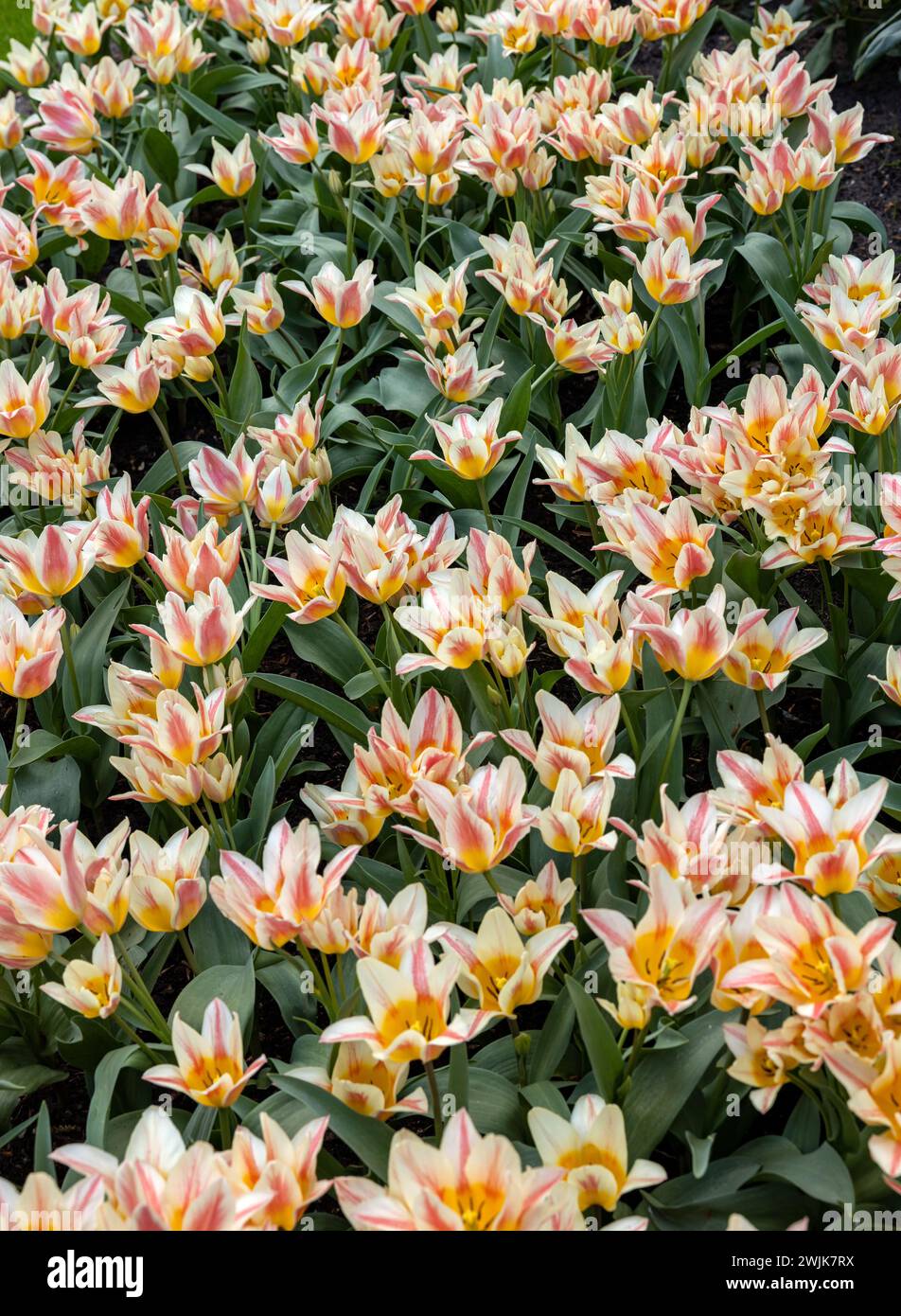 Colorful tulip called Quebec. Lily flowered group. Tulips are divided ...