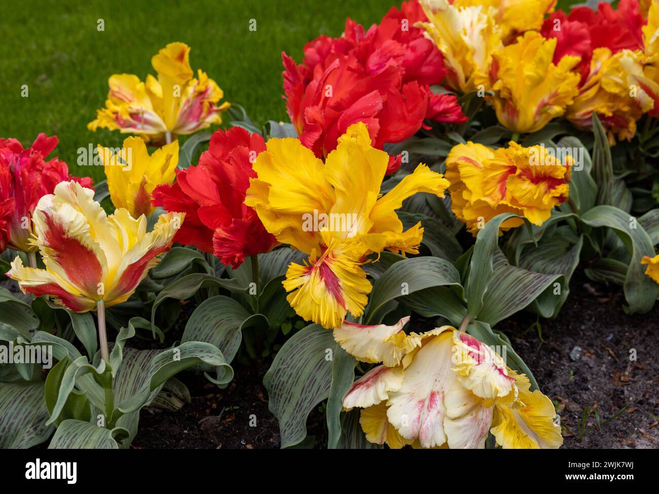 Yellow And Red Tulip Called Zampa Parrot Parrot Group Tulips Are