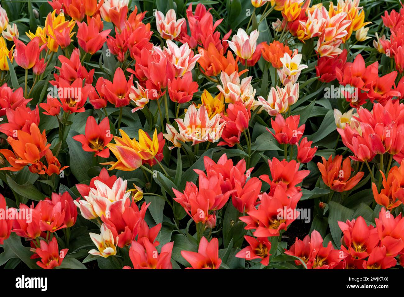 Tulip called Fun Colours mix. Glorious mix consists of the tulip ...